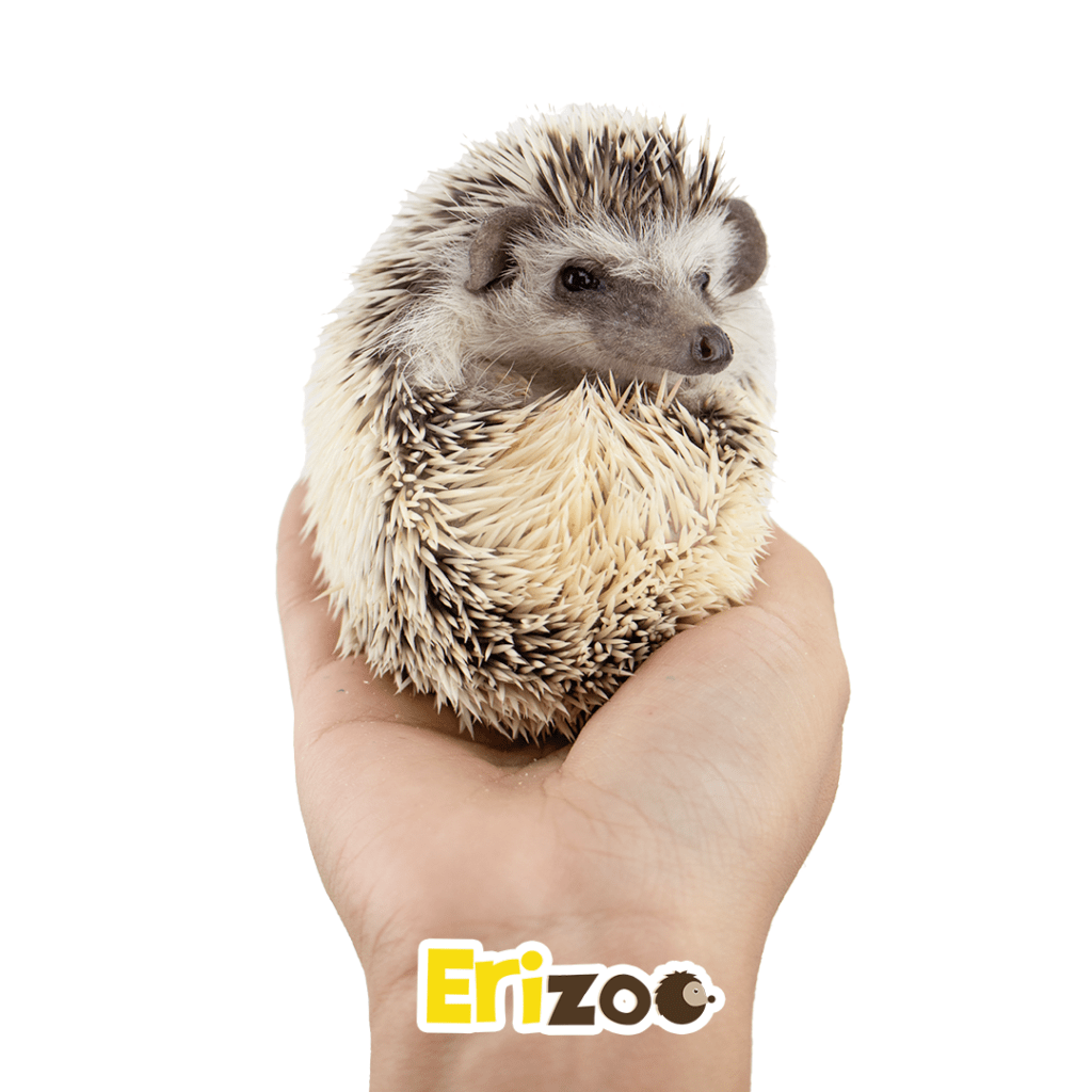 Eribebé - Kit inicial - Erizoo México