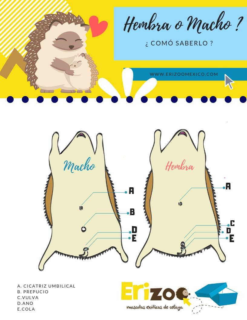 ¿Un erizo macho o hembra? - Erizoo México
