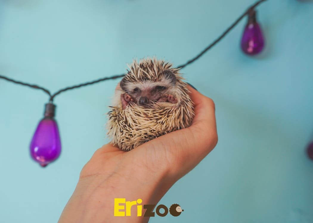 La piel de mi erizo - Erizoo México