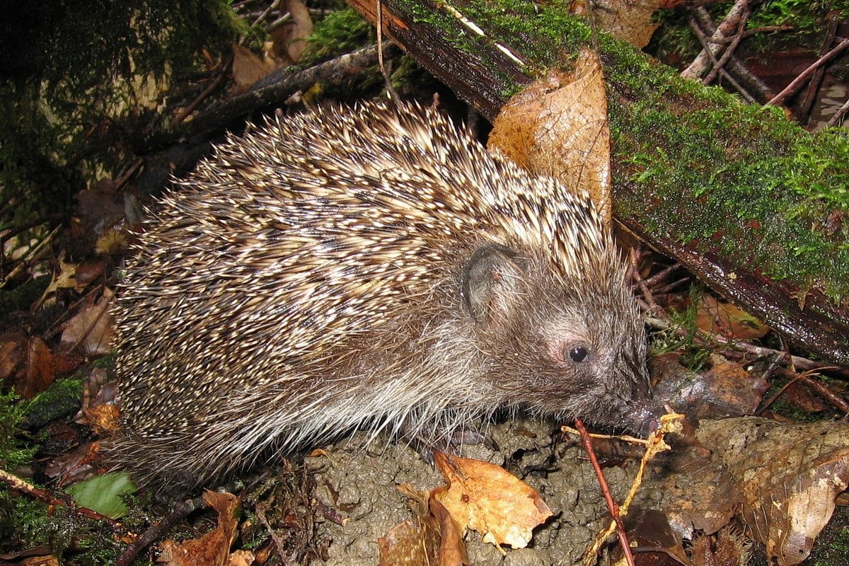 Historia del erizo - Erizoo México