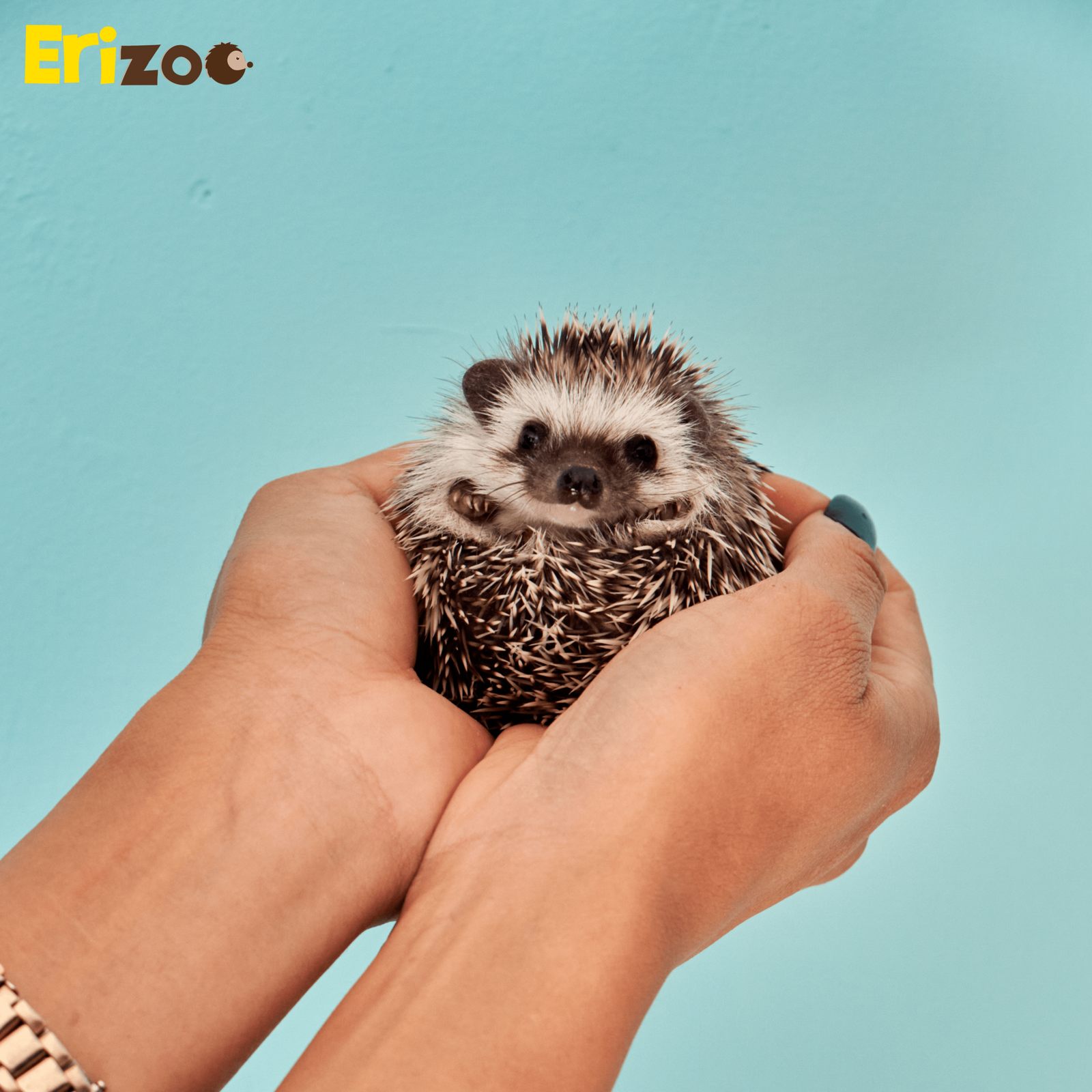 Historia del erizo - Erizoo México