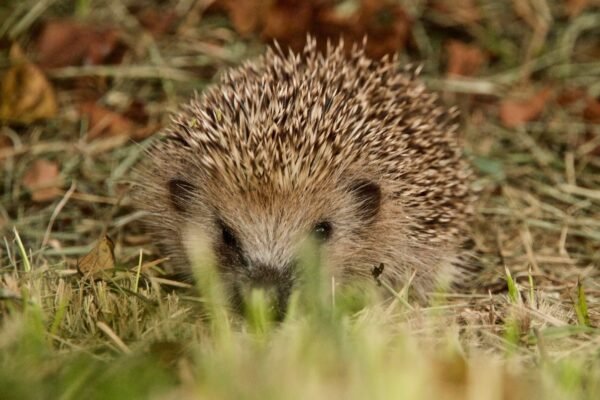 Historia del erizo - Erizoo México